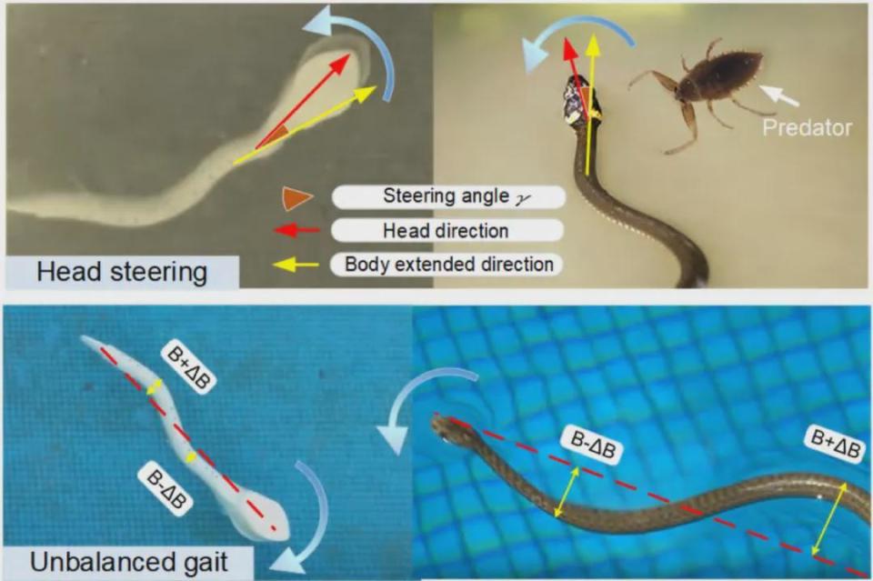 IEEE TRO发表！上大史航团队研发“白龙”仿生水下软体蛇形机器人实现自运动感知与在线步态控制_腾讯新闻