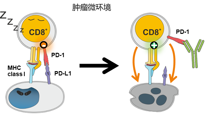 PD-1用多久，能不能停药？PD-L1与PD-1有何不同？一文读懂！_腾讯新闻