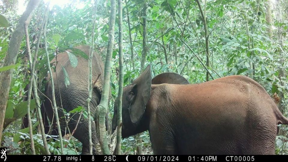 国际珍稀动物保护日快讯｜非洲森林象数量稳住了！_腾讯新闻
