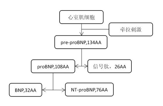 BNP/NT-proBNP的七大误解，你中枪了吗？_腾讯新闻