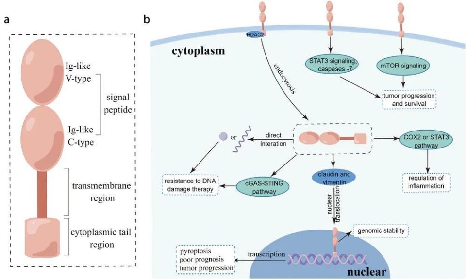 【Adv. Sci.】川大华西高会乐教授团队发文：为PD-L1治疗策略提供新视角_腾讯新闻