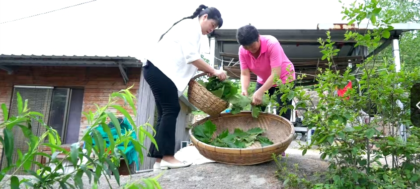 齐鲁人文｜桲椤叶粽子的前世今生_腾讯新闻