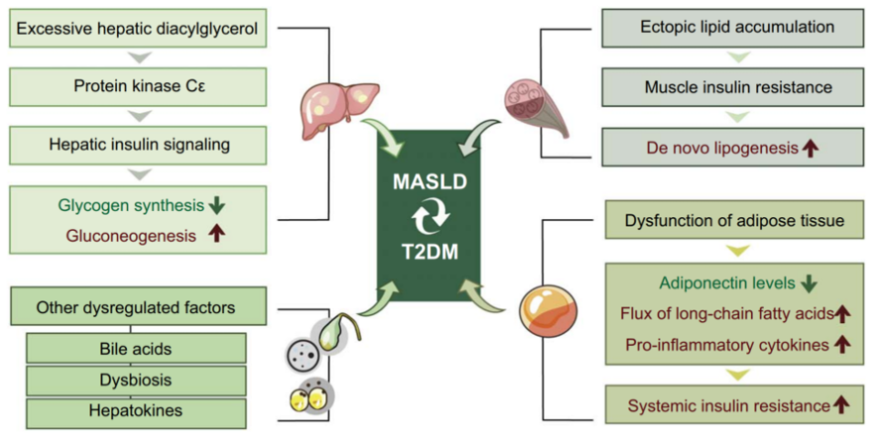 当MASLD遇到糖尿病 ——EASL2024中的 “糖肝共管”_腾讯新闻