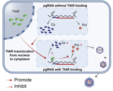 STTT | 鲁凤民/陈香梅团队揭示宿主RNA结合蛋白TIAR调控乙型肝炎病毒复制的新机制_腾讯新闻