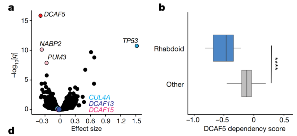 Nature重磅：让癌细胞时光倒流，恢复正常，开启癌症治疗全新范式_腾讯新闻