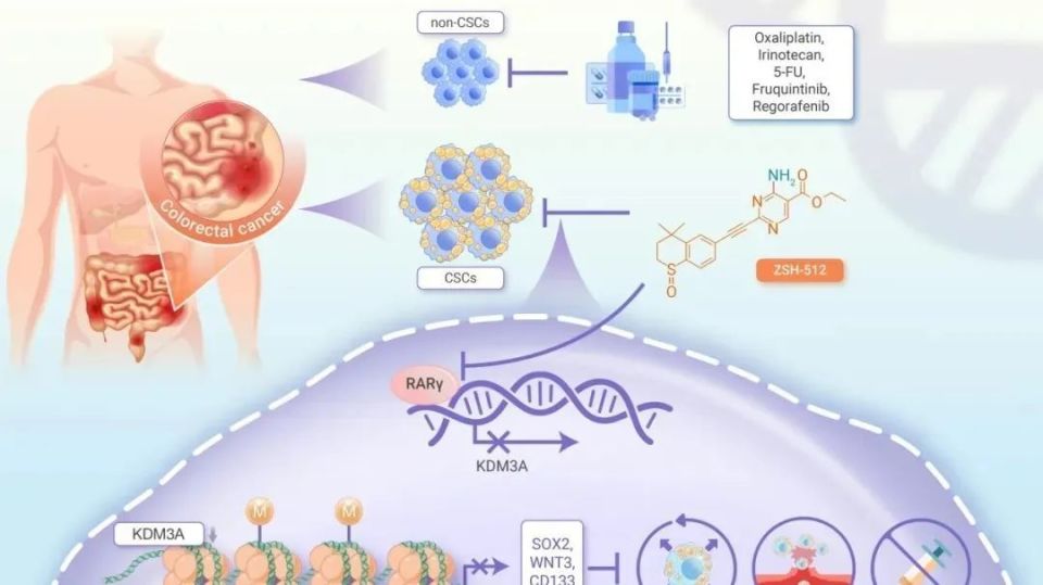 The Innovation Life | Split-HaloTag：为细胞生理活动的精准记录提供新方案_腾讯新闻