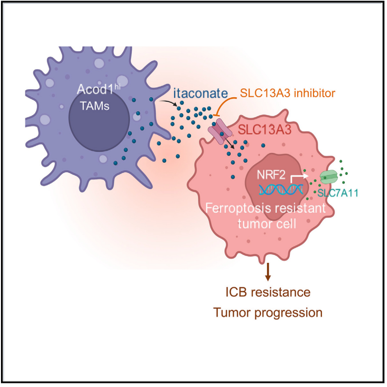 Cancer Cell：邹伟平团队揭示衣康酸转运蛋白SLC13A3赋予肿瘤铁死亡抗性，削弱肿瘤免疫治疗效果_腾讯新闻