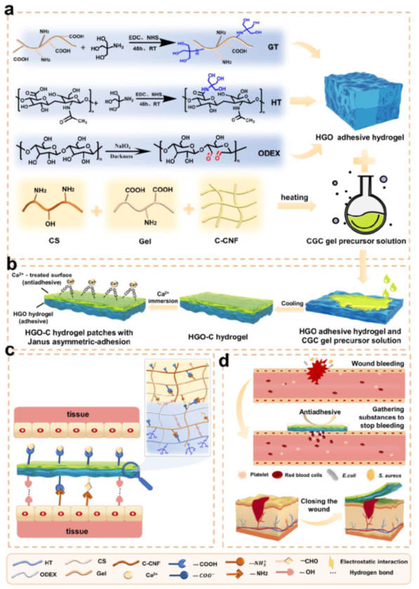中山大学张黎明教授AFM：新型天然大分子基水凝胶贴片用于紧急止血和伤口愈合_腾讯新闻