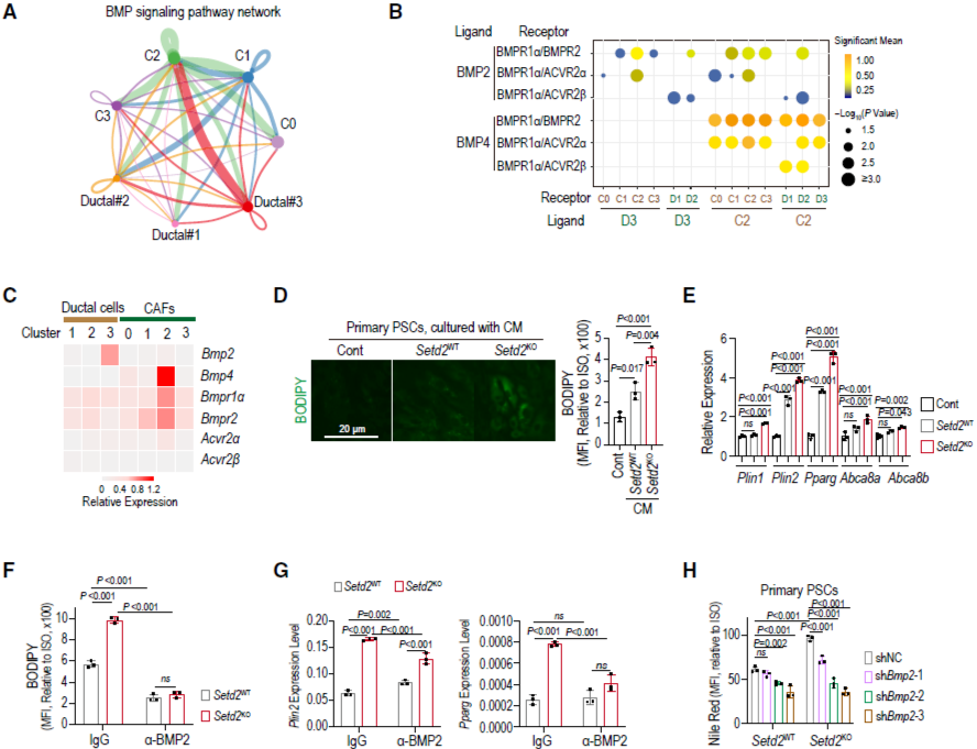 Cancer Cell 首发：上交大薛婧团队揭示表观遗传学失调如何塑造癌相关成纤维细胞的多样性_腾讯新闻