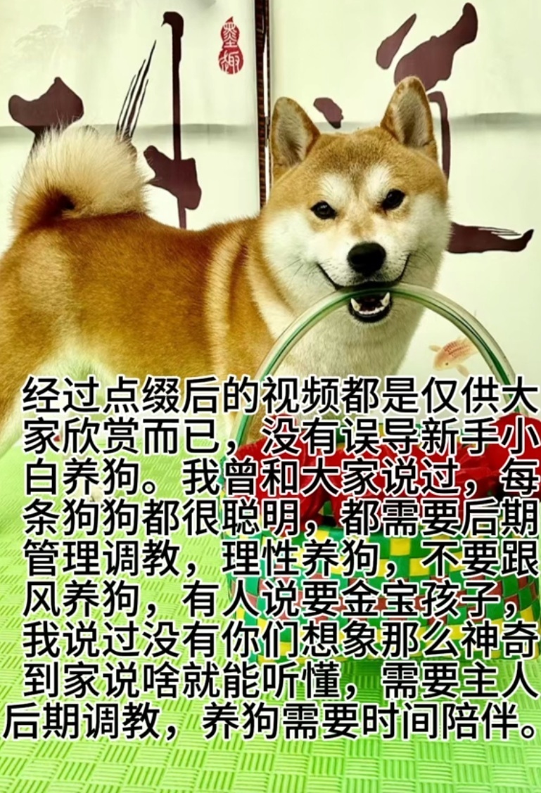 百万粉丝宠物博主未剪辑视频泄露被指虐狗，回应：大喊是让它知道对错_腾讯新闻