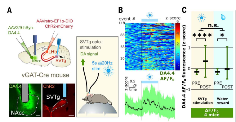 Science:第二个大脑“快乐中心”？科学家发现脑干SVTg脑区奖赏效应强劲_腾讯新闻