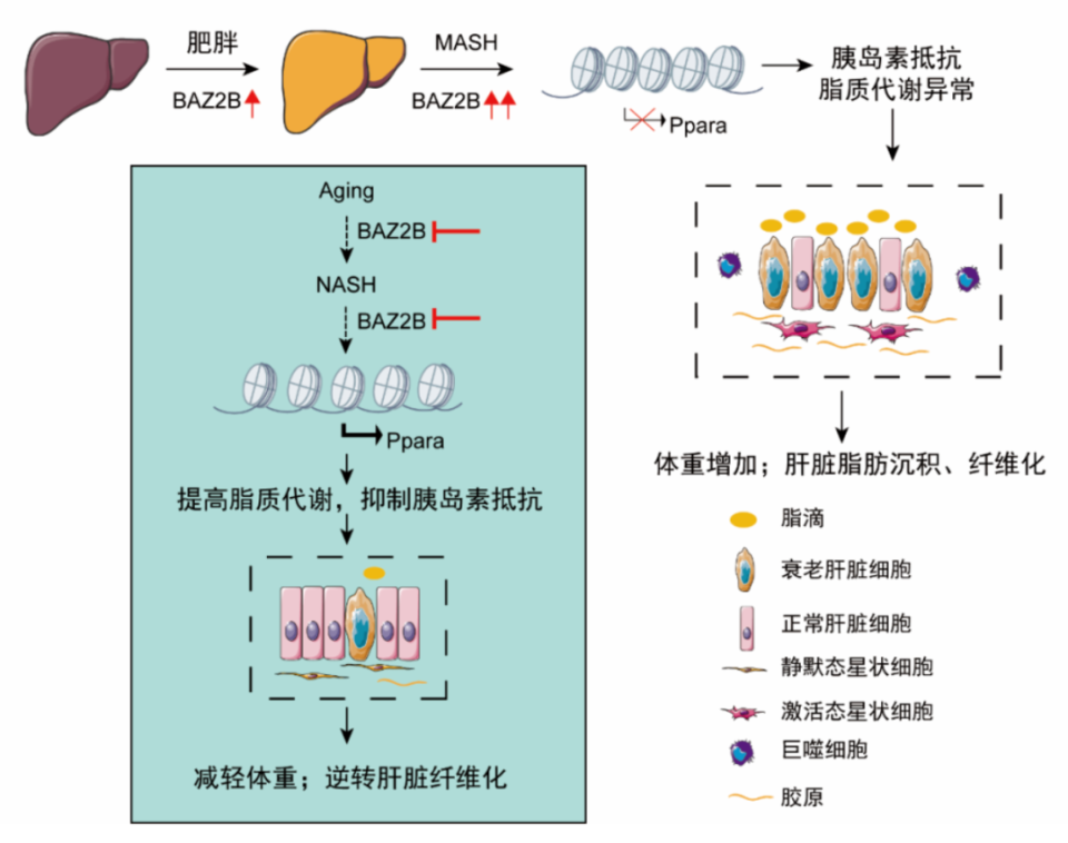 Nature Aging：蔡时青/涂传涛团队揭示表观遗传因子BAZ2B在肝脏衰老和MASH中的关键作用_腾讯新闻
