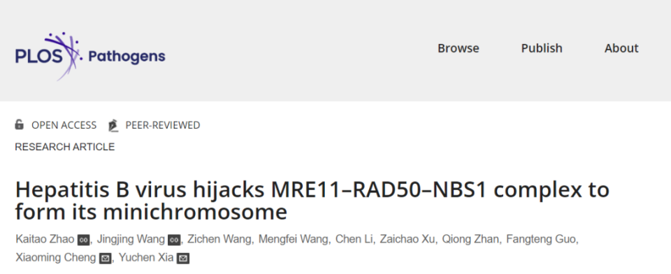 【前沿&进展】PLoS Pathog | 夏宇尘研究组揭示乙肝病毒cccDNA形成新机制_腾讯新闻