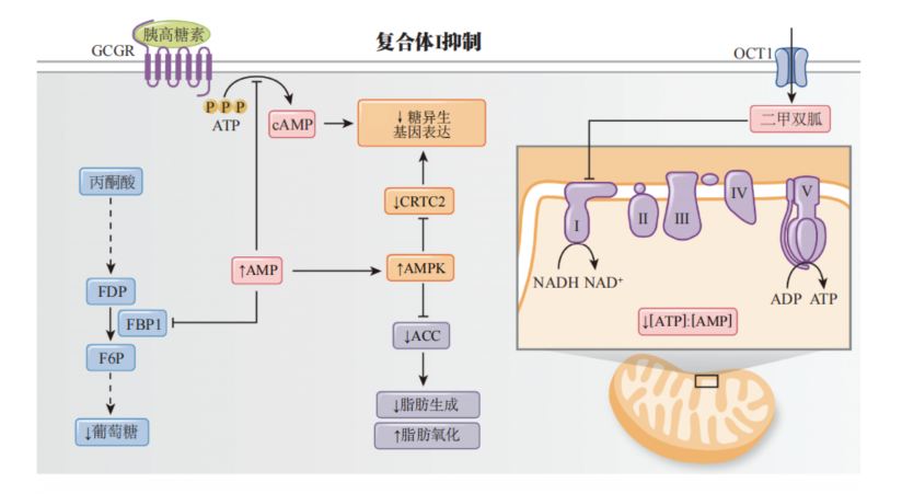 探秘二甲双胍——细说二甲双胍与AMPK通路的故事_腾讯新闻