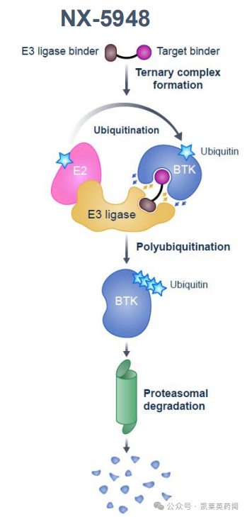 BTK耐药人群ORR达77.8%！Nurix公布BTK降解剂NX-5948最新1a/1b期临床试验积极结果_腾讯新闻