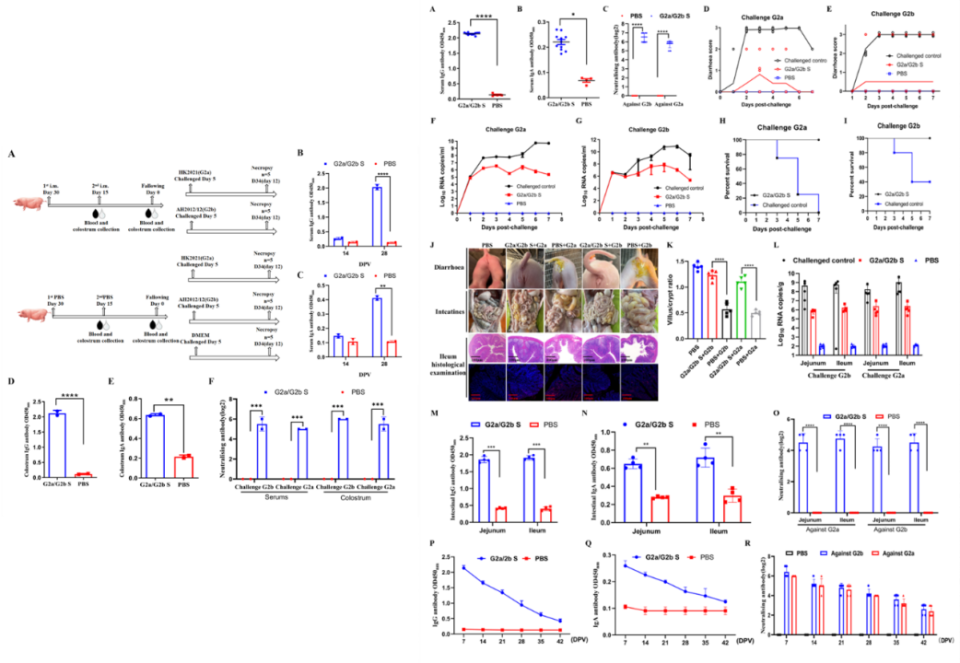 J Virol 猪流行性腹泻病毒新型二价亚单位疫苗研制取得新进展_腾讯新闻