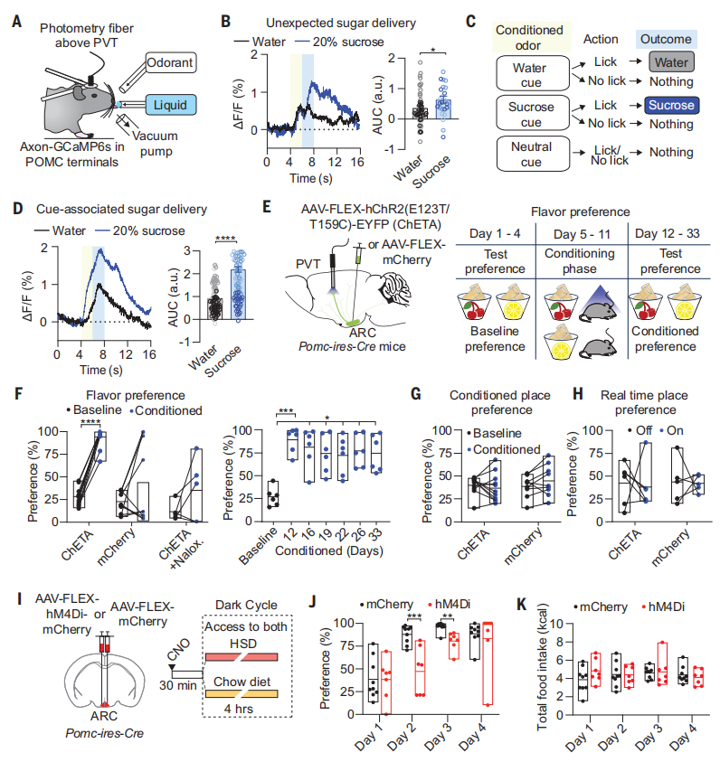 Science：即使饱了也想吃甜点？POMC神经元调控糖渴望，一举两得_腾讯新闻