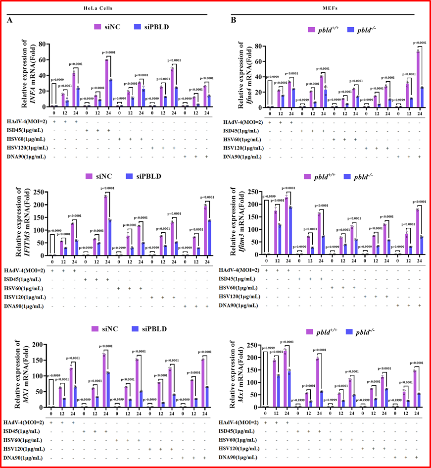 Adv Sci . | PBLD 调控 STING 介导的抗病毒固有免疫应答与自身免疫性疾病_腾讯新闻