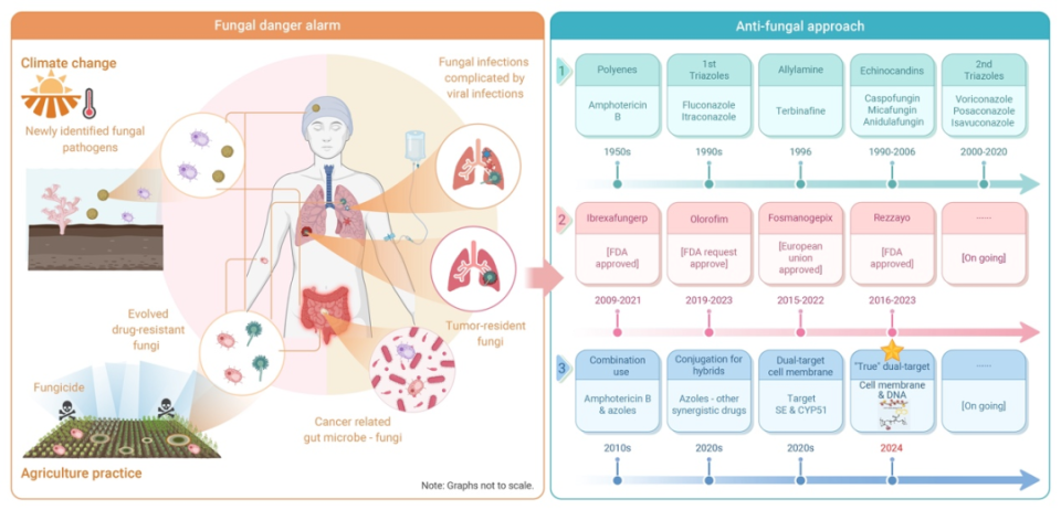 The Innovation Medicine | 双靶抗真菌药物——真菌感染和耐药困境的破局之策_腾讯新闻