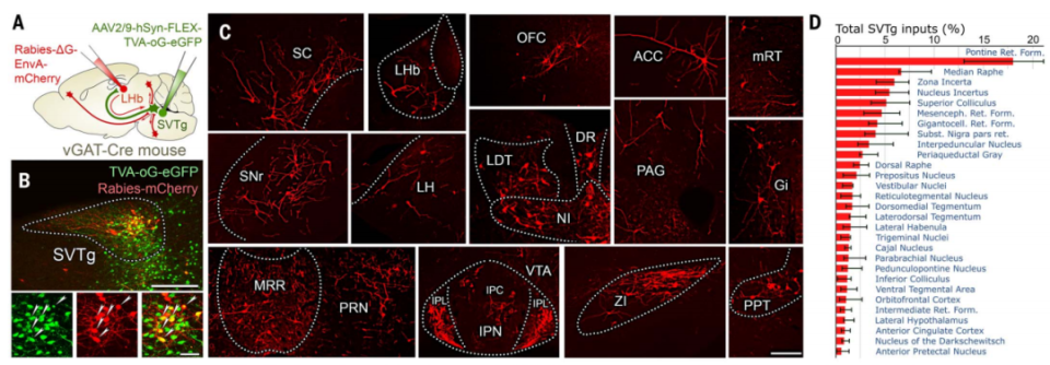 Science:第二个大脑“快乐中心”？科学家发现脑干SVTg脑区奖赏效应强劲_腾讯新闻