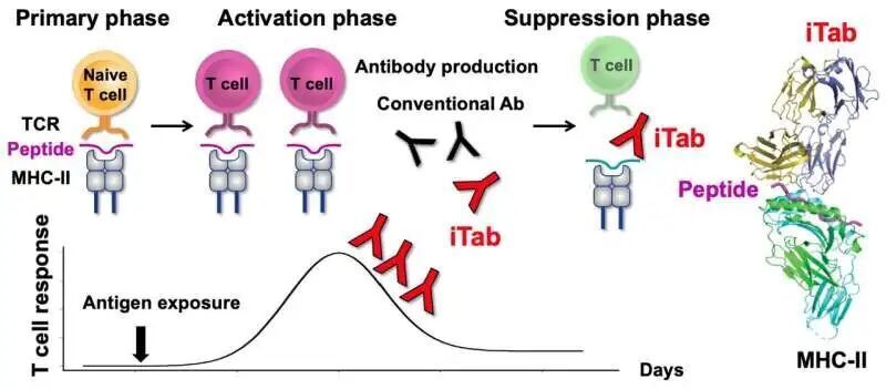 Nature Communications| 新型免疫诱导型TCR样抗体（iTabs）的发现为自身免疫病治疗开辟新途径_腾讯新闻