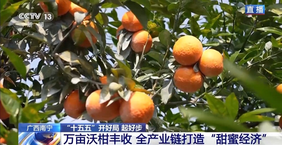 “十五五”开好局 起好步丨小果子撬动大产业 万亩沃柑迎丰收_腾讯新闻