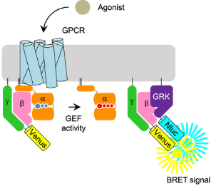 佛罗里达大学利用神经网络，解密 GPCR-G 蛋白偶联选择性_腾讯新闻