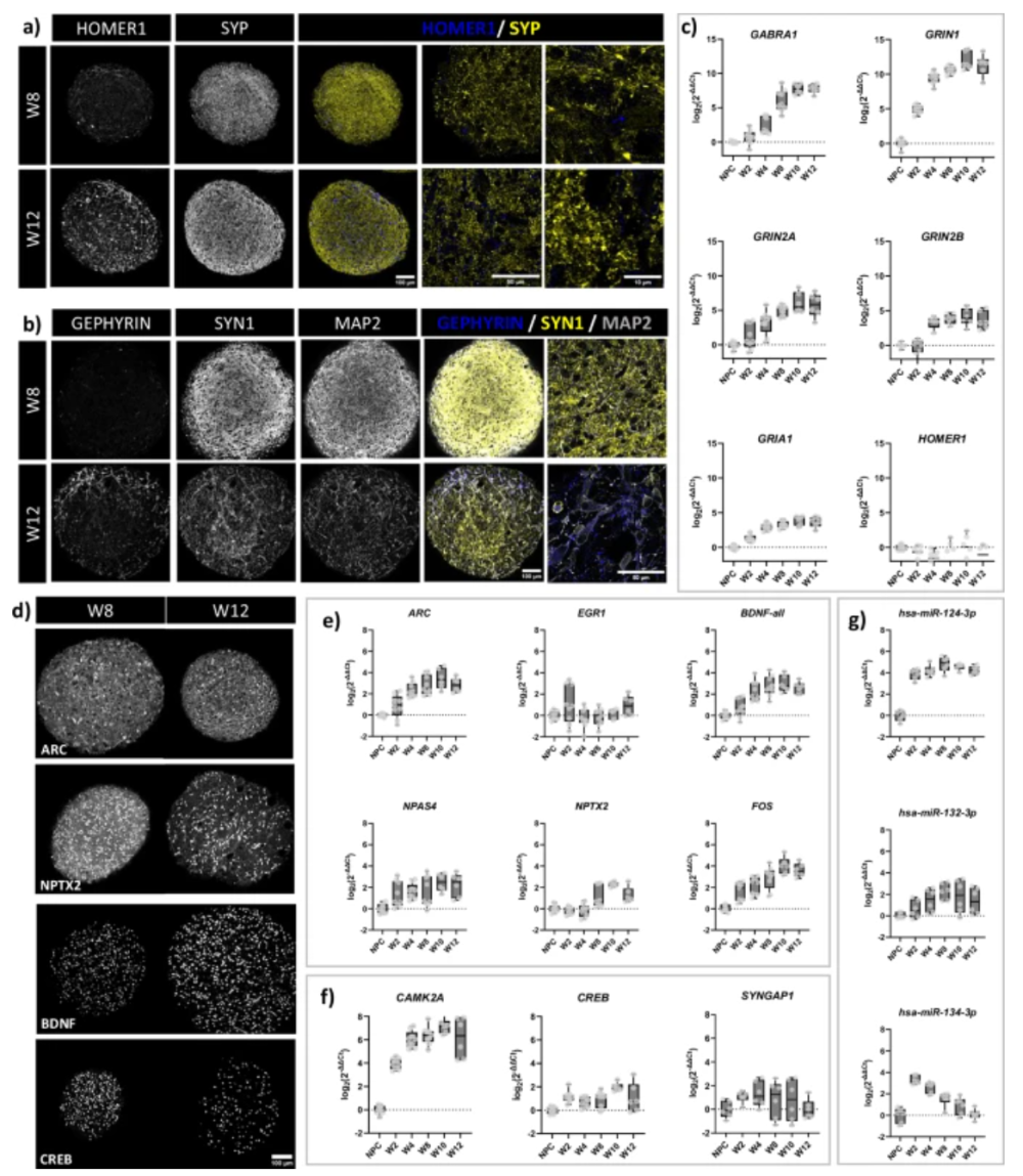 Commun Biol｜新进展！人脑类器官展现学习记忆基础能力，神经科学研究又添新模型_腾讯新闻