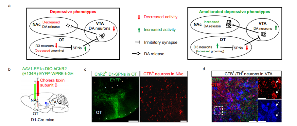 Nat Commun︱科学家揭示多巴胺3型受体通过VTA-NAc奖赏环路调控抑郁样行为_腾讯新闻