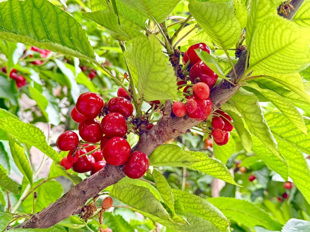 王益区：塬畔大樱桃迎来最“火红”时节_腾讯新闻
