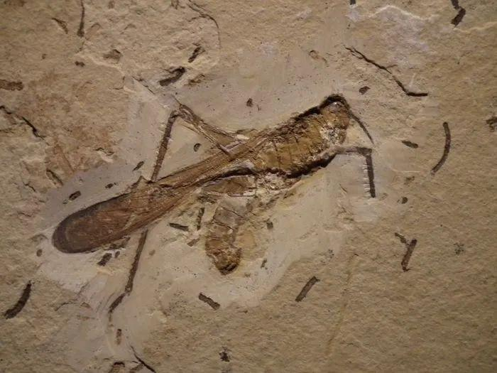 “被动化学灭杀”到“主动行为干预”：解锁“拿捏”迁徙性蝗虫灾害的新路径_腾讯新闻