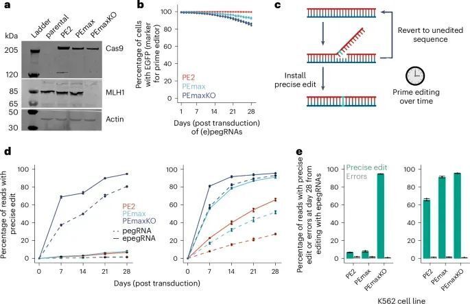 Nature Methods | 高效的“引导编辑”（Prime Editing）平台：多重基因敲除筛查的新工具_腾讯新闻