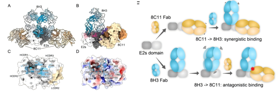 PNAS|厦门大学夏宁邵团队发现一种抗体间单向协同的病毒中和新机制_腾讯新闻