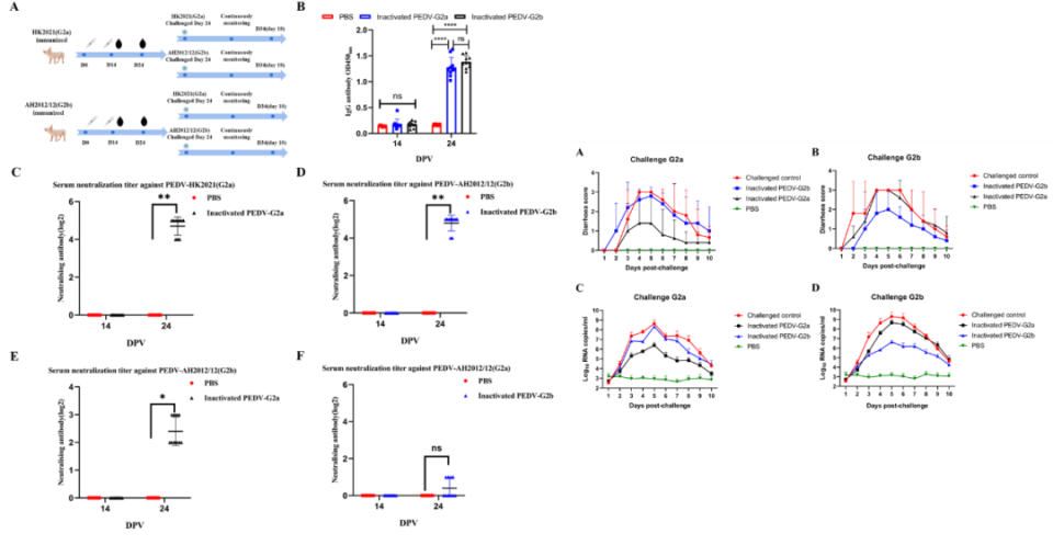 J Virol 猪流行性腹泻病毒新型二价亚单位疫苗研制取得新进展_腾讯新闻