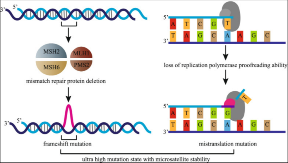 「免疫标志物新秀」POLE/POLD1 为何成为结直肠癌探索热点？_腾讯新闻