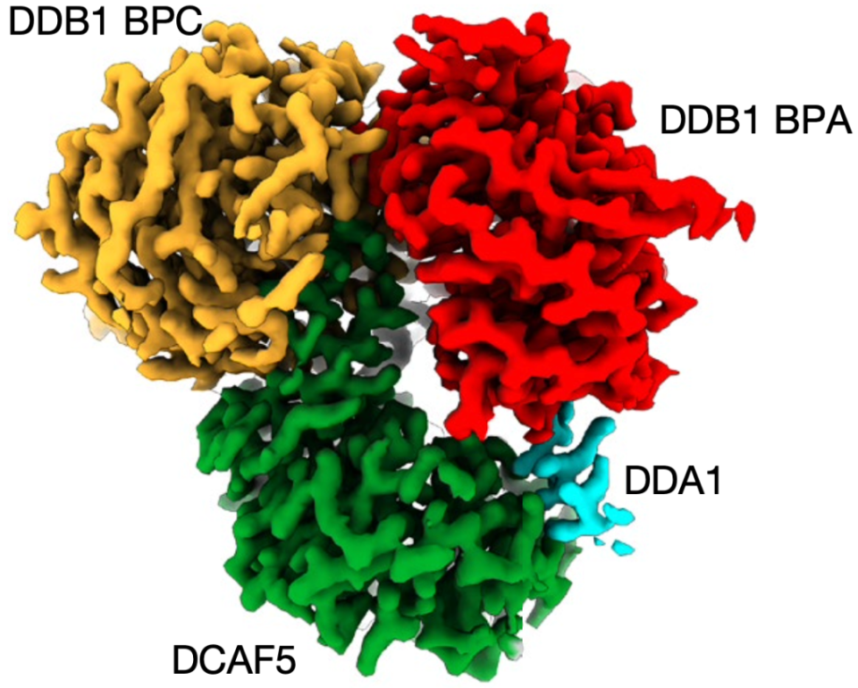 《自然》：把癌细胞变回正常细胞！一种全新的抗癌理念诞生_腾讯新闻