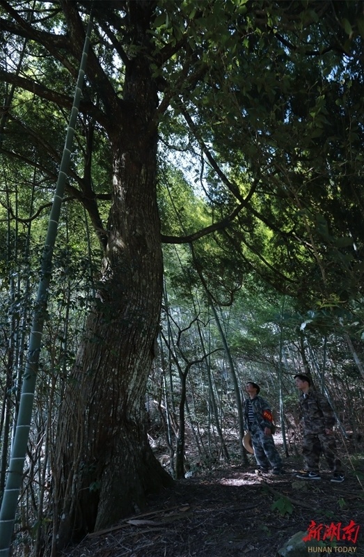 Wild Plant Protection Enhanced in Bamian Mountain Natural Reserve_腾讯新闻