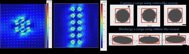 IEEE TRO发表！香港中文大学团队提出可重构微纳机器人集群方案，实现高精度自动化微操作！_腾讯新闻