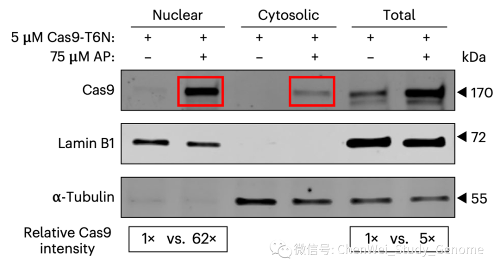 【陈巍学基因】视频：PAGE 肽协助的高效基因组编辑方法_腾讯新闻