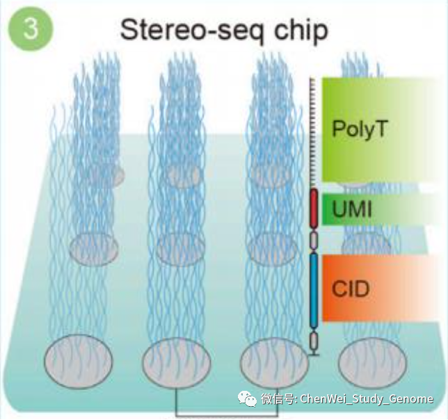 【陈巍学基因】视频：华大的时空转录组：Stereo-seq_腾讯新闻