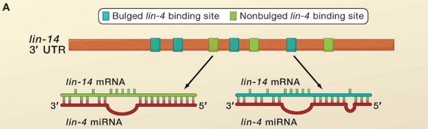 诺贝尔生理学或医学奖出炉，他们让我们重新认识基因调控_腾讯新闻