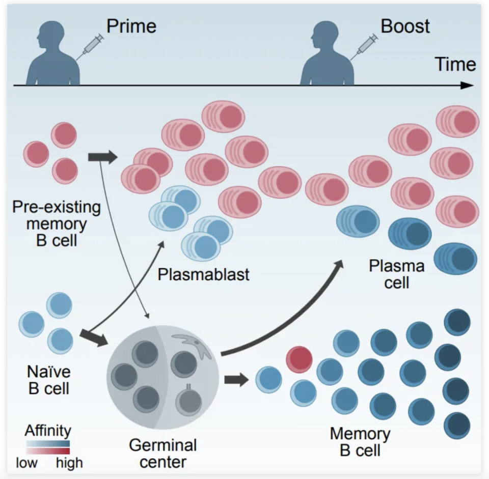 Immunity | Hedda Wardemann/李哲揭示记忆B细胞接触新抗原的分化路径_腾讯新闻