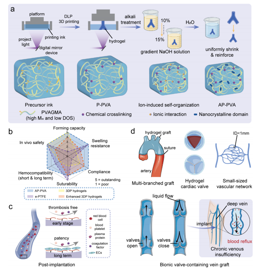 华工施雪涛、南科大刘吉ACS Nano: 3D打印强韧PVA基水凝胶构建功能性血管结构_腾讯新闻