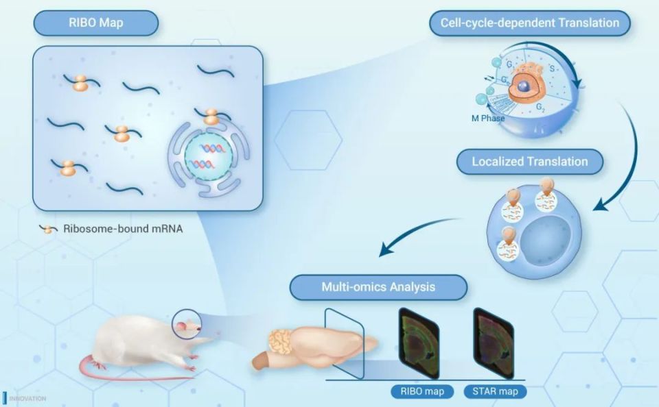 The Innovation Life | RIBOmap：打开单细胞的空间翻译组视角_腾讯新闻