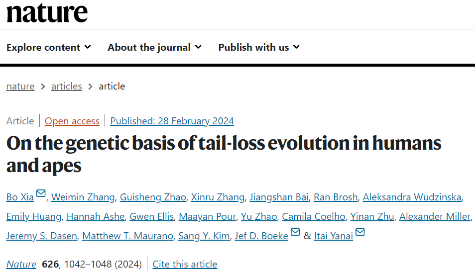 Nature封面 | 搞清楚了！夏波等人发现人类没有尾巴的潜在原因_腾讯新闻