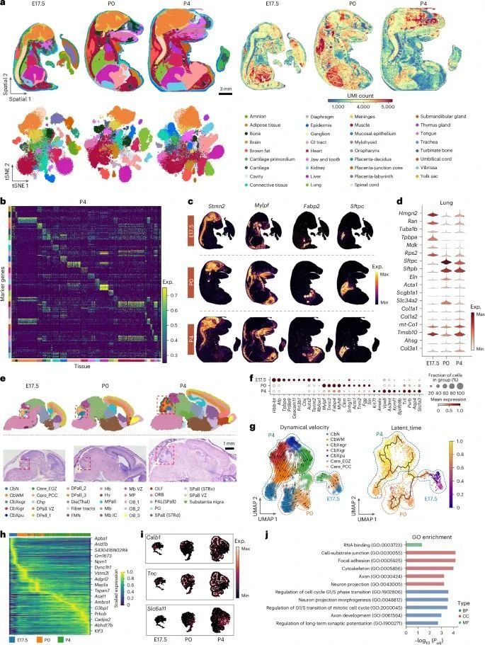 Nature Genetics | 高通量空间转录组技术推动器官发生研究：MAGIC-seq为临床多组学研究提供新工具_腾讯新闻