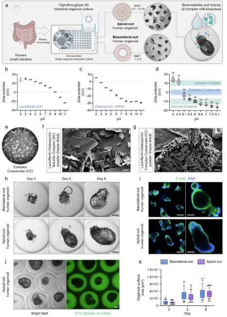 母乳活性蛋白复合物有新发现！Commun Biol｜提升吸收还调节菌群，为宝宝肠道健康和营养优化添力_腾讯新闻