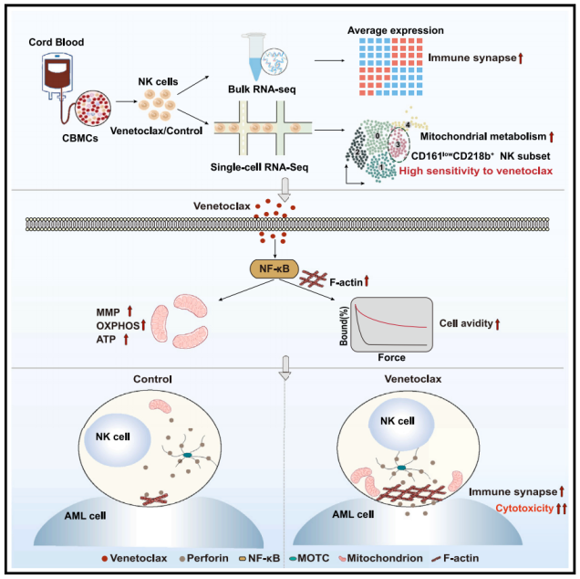 Cell Rep Med | 老药新用！中国科学技术大学倪芳/郑昌成/魏海明发现增强过继NK细胞对白血病免疫治疗的潜在新策略_腾讯新闻
