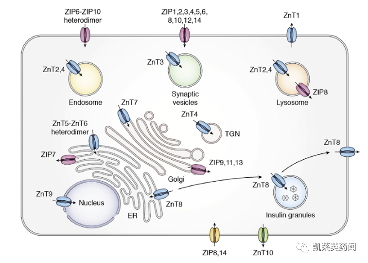 国内首款LIV-1 ADC迎来里程碑！博锐生物BRY812完成I期临床首例给药_腾讯新闻
