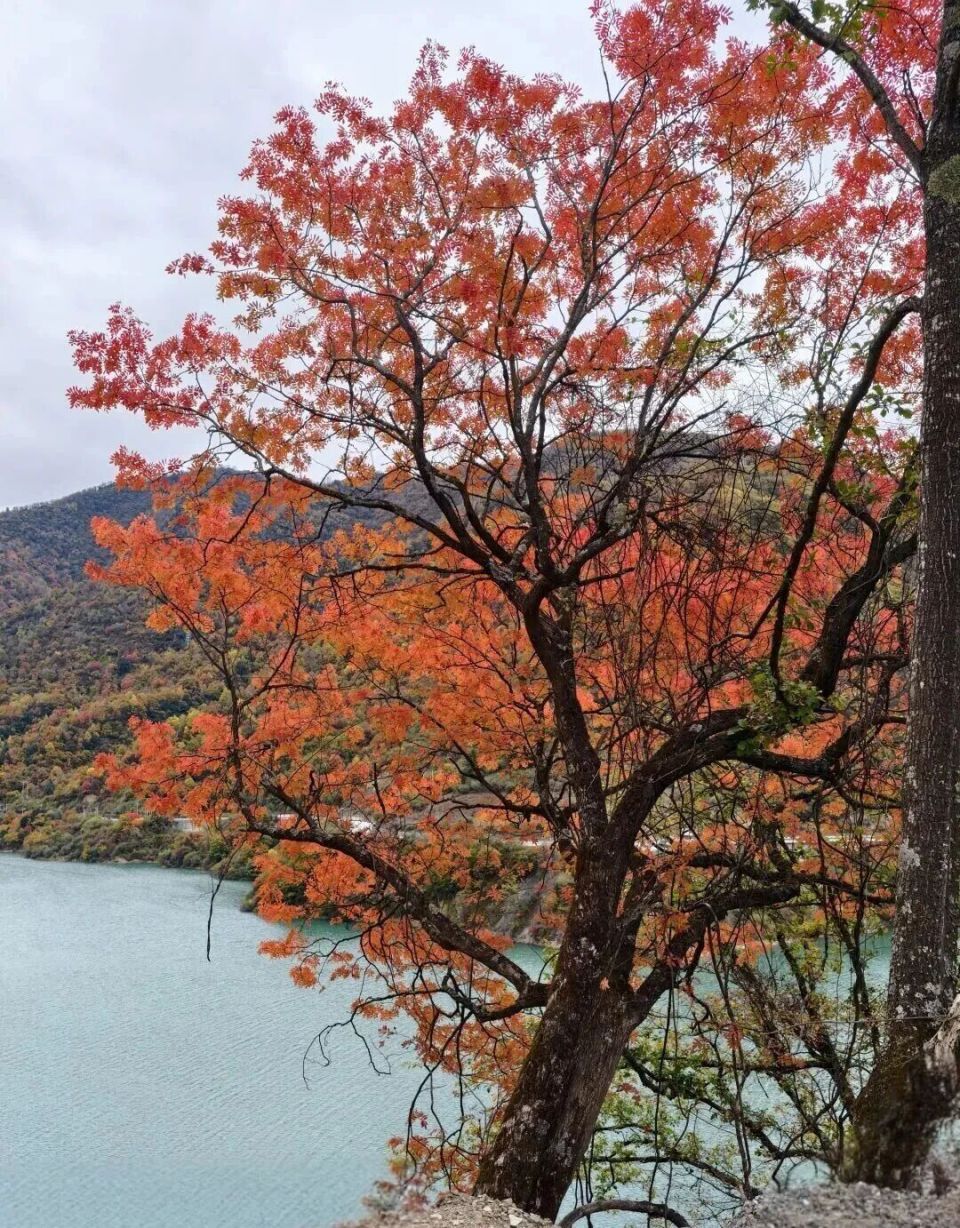 【美丽四川】平武天母湖，邂逅一场彩林与碧水的秋日盛宴‖柳红樱_腾讯新闻